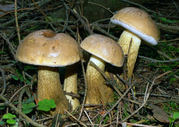 牛肝菌目 Boletales 蓝色动物学